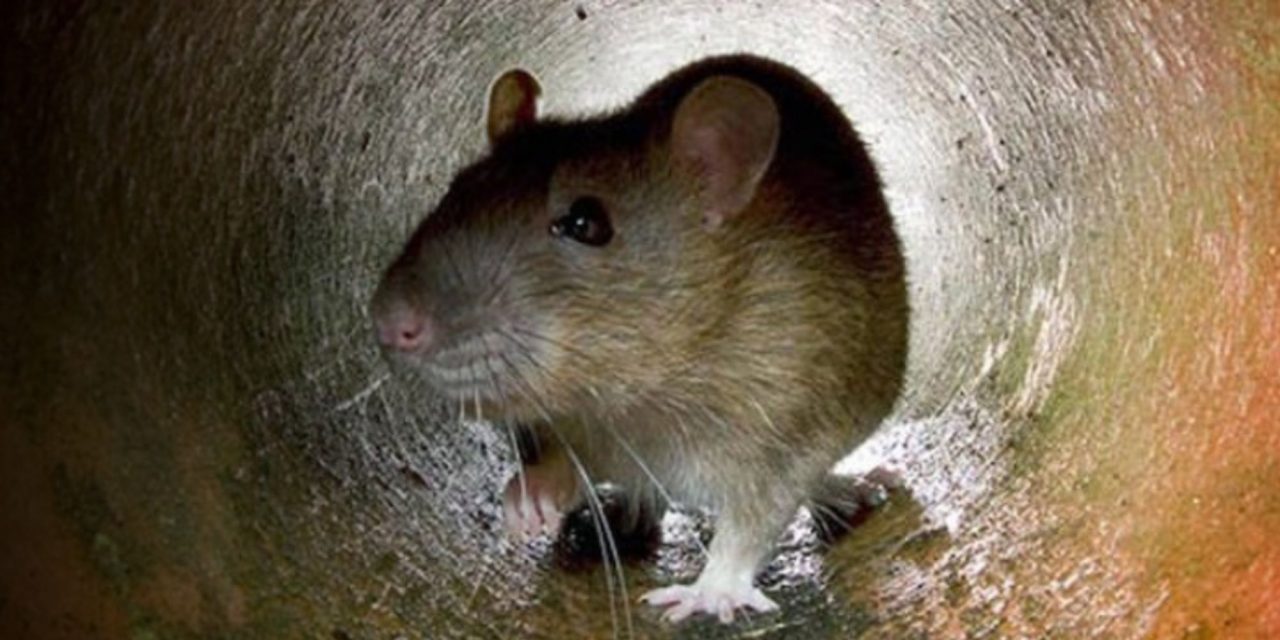 Rats in Hull’s Drains | Hull Drains